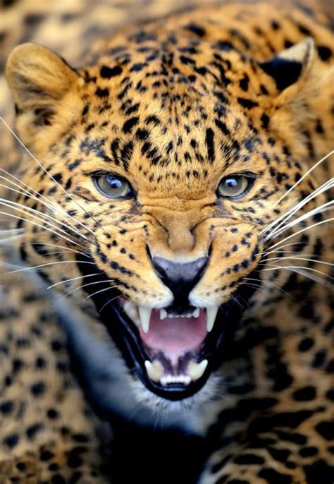 貓科動物單獨捕獵能力十大最強排名 每日頭條