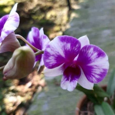 Jual Bibit ANggrek Dendrobium Tri Angel Dewasa Shopee Indonesia