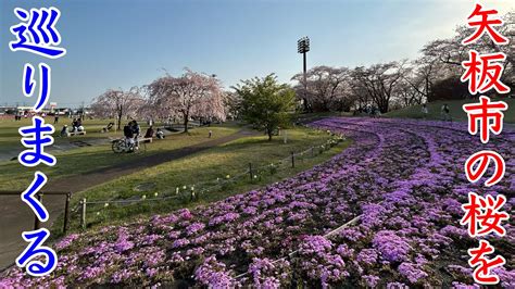 矢板市の桜を巡ってみた川崎城御前原城長峰公園など YouTube