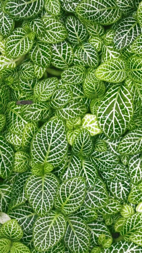 Green Phone Wallpapers Top Free Green Phone Backgrounds Wallpaperaccess