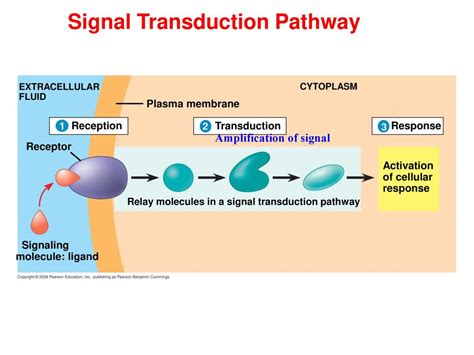 chapter 11 cell communication ppt download