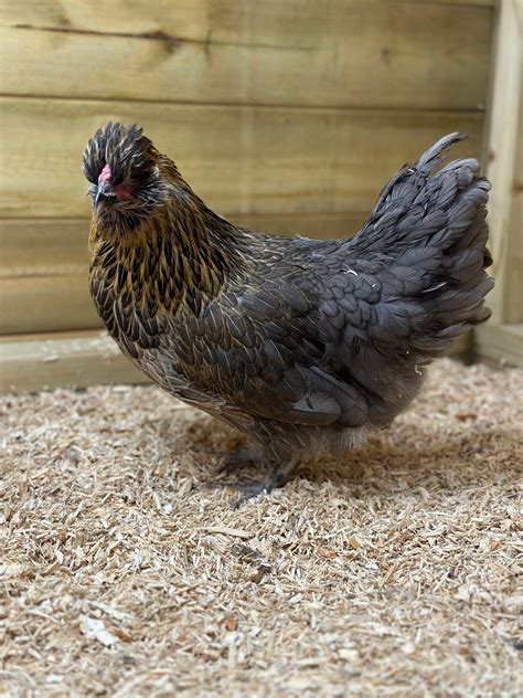 6 X Mixed Frizzle Bantam Eggs The Hatch Shed