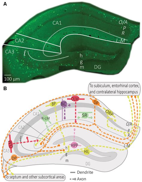Distribution Of Somatostatin Som Interneurons In Hippocampus A