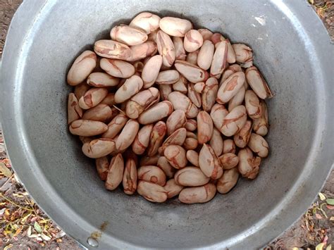 Boiled Jackfruit Seeds Thailandtv News