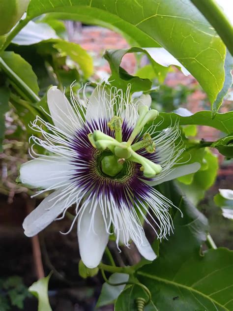 Exotic Passion আনারগুলা ট্যাং আনারকলি Fruit Growers Bangladesh