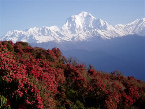 Nepal Wallpaper X