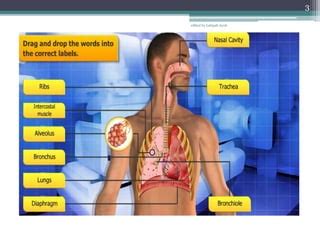 Chapter Respiration PPT