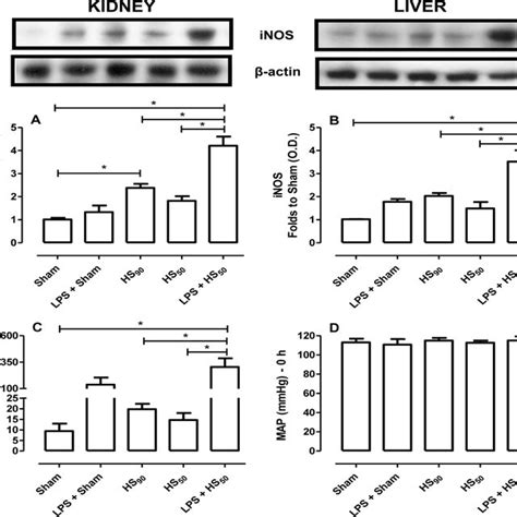 Effect Of Lps Preconditioning On Mean Arterial Pressure Map Of Rats