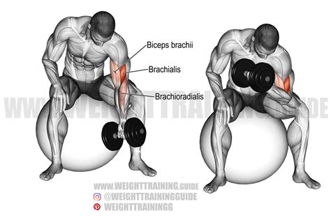 Seated Alternating Knee Tuck Exercise Instructions And Video
