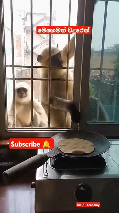 ලිපෙන් බානකන් වත් ඉවසිල්ලක් නැති වඳුරා 🤣 Youtube