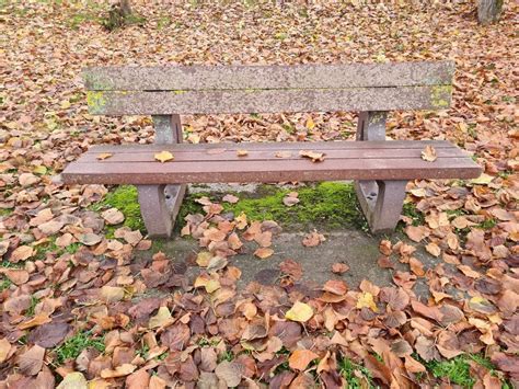 무료 이미지 가을 이파리 나무 피크닉 녹 갈색 노랑 황변 된 목재 감기 집 밖의 목초 푸른 잎 혼자 외딴 야외 벤치 야외 가구 거리 가구