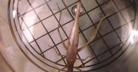 Mystery Bug Album On Imgur