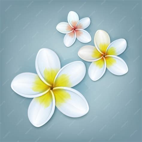 벡터 열대 식물 Plumeria 또는 Frangipani 꽃 파란색 배경에 고립 무료 벡터
