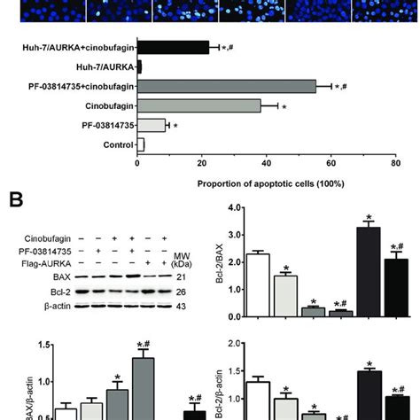 Cinobufagin Induces Apoptosis Of Huh 7 Cells A Representative Images
