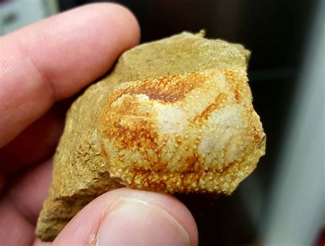 Crustacean Fossil From Somerset Uk Fossil Id The Fossil Forum