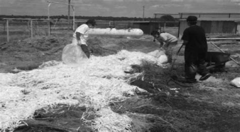 Composting Shredded Paper And Other Donated Organic Material To