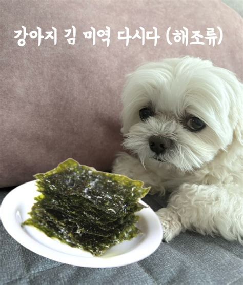 강아지 김 미역 다시다 해조류 먹어도 될까요 네이버 블로그