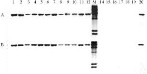 Southern Blotting With A Digoxigenin Labeled Probe Internal To The Download Scientific Diagram