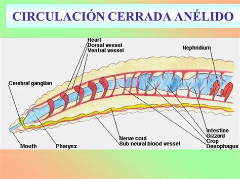 Sistema Circulatorio Cerrado Aprende Todo Sobre L