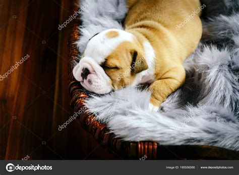 Cute English Bulldog Puppies