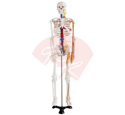 Skeleton With Nerves And Blood Vessels 85cm At Best Price In Ambala