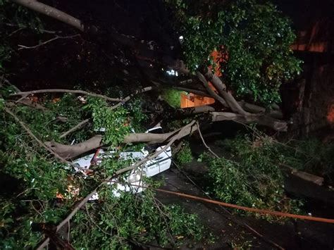 Em 10 Dias Temporais Derrubam 140 árvores Em Araraquara Saiba O Que
