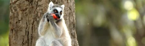 Lemur Predators