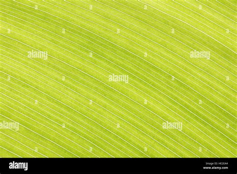 Abstract Green Leaf Lines Background Texture Stock Photo Alamy