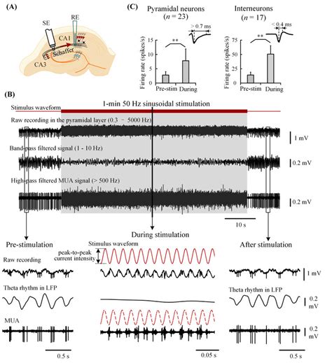 Increase Of Neuronal Firing By 50 Hz Sinusoidal Stimulationsa
