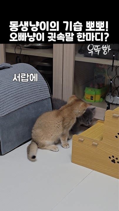 동생냥이의 기습 뽀뽀 오빠냥이 귓속말로 한마디 Youtube