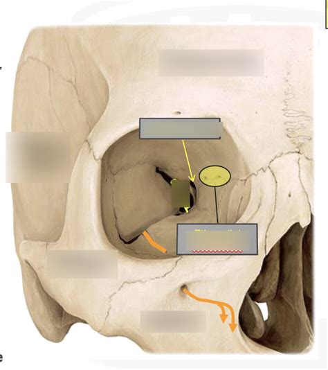 Bony Orbit Diagram Quizlet
