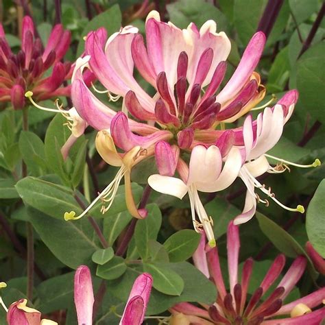 Buy Honeysuckle Lonicera Periclymenum Rhubarb And Custard