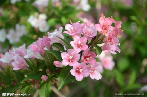 海仙花摄影图花草生物世界摄影图库昵图网