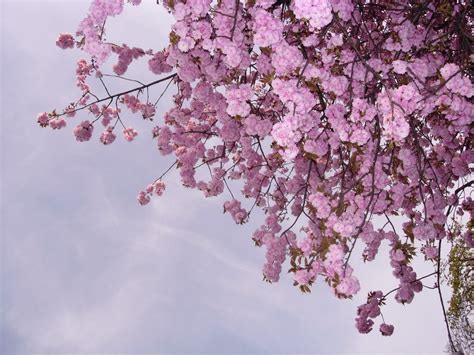 Spring Colors Free Photo Download Freeimages