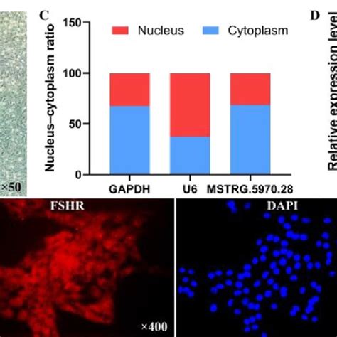 Identification Nucleocytoplasmic Separation And Hormonal Treatment Of Download Scientific
