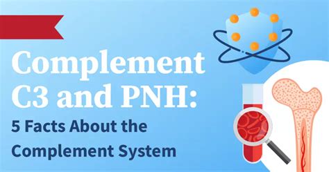 Complement C3 And Pnh 5 Facts About The Complement System Mypnhteam