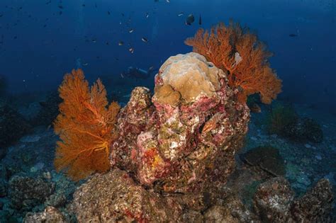 Real Coral Reef Seafan Underwater Photography Marine Biology Ecosytem