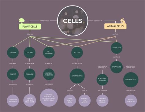 Cellulaire Ademhaling Concept Map Antwoord Sleutel Diagram Met Het