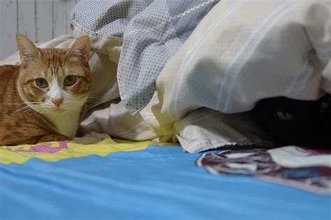 함께 노는 두 고양이 오렌지 얼룩 고양이와 침대에 검은 고양이 카메라를 좋아하는 얼룩무늬 새끼 고양이 검은 새끼 고양이가 담요