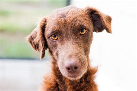 Cadastro de cães e gatos saiba quanto custa e onde fazer o registro