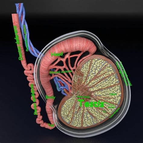 3d File Testis Anatomy Histology 3d Model 🧪 ・3d Printable Design To