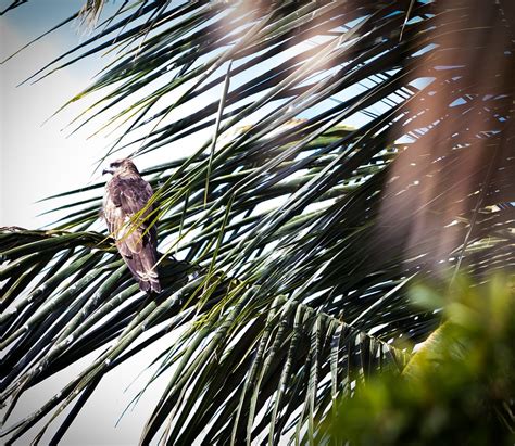 Steppe Eagle Bird Free Photo On Pixabay Pixabay