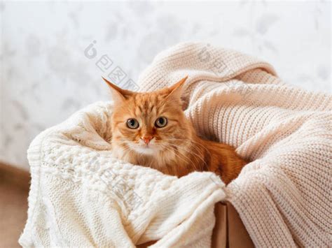 可爱的生姜猫在盒子与针织毛衣好奇的绒毛宠 包图企业站