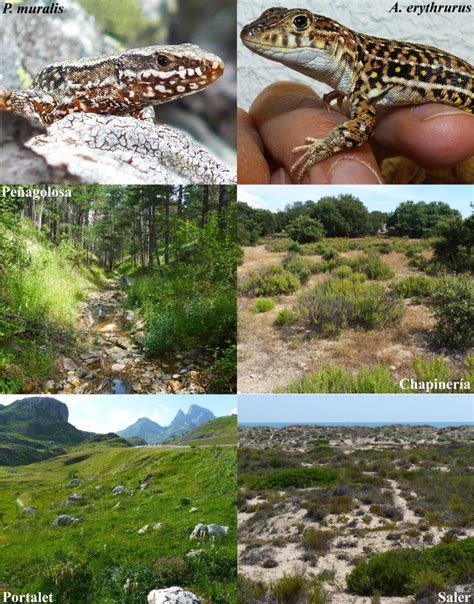 Adult Males Of The Two Study Species The Spiny Footed Lizard
