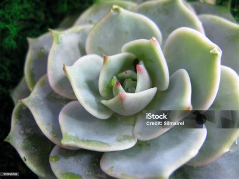 즙이 많은 Echeveria 선인장 꽃 돌 장미 이끼 식물 매크로 사진 0명에 대한 스톡 사진 및 기타 이미지 0명 가까운