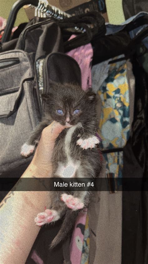 Last Kitten Cats And Kittens For Rehoming Hamilton Kijiji