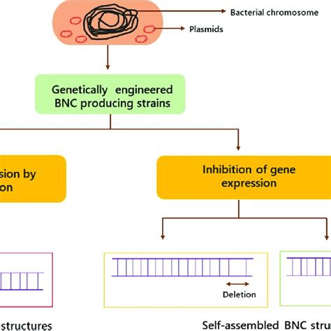 Genetic Engineering Stages In The Production Of Bacterial Nanocellulose