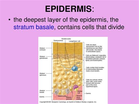 Skin Structure And Function The Human Epidermis Evolves