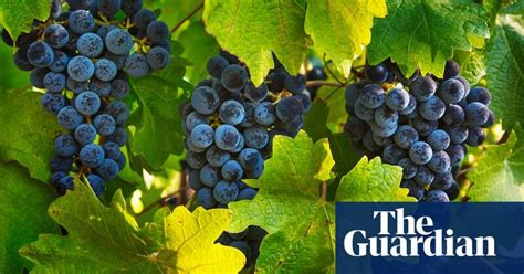 Matt Standing On Linkedin Scientists Say Mystery Of How Red Wine