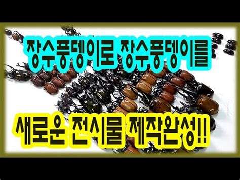 장수풍뎅이로 장수풍뎅이 만들기 해보기 과연 덩치가 큰 장수풍뎅이로 가능할까요 YouTube